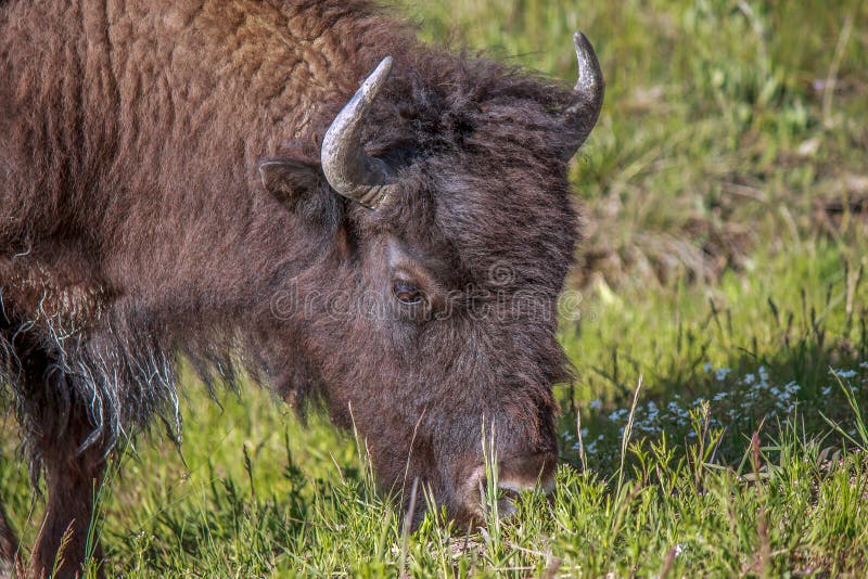 American Buffalo stock photo. Image of buffalo, animal - 48140908
