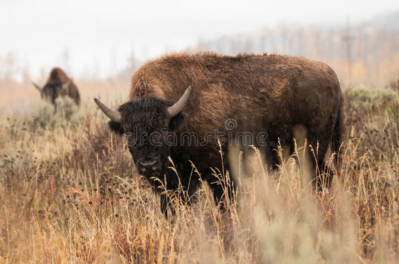 American Buffalo in the Rain Stock Image - Image of strong, parks: 45311389
