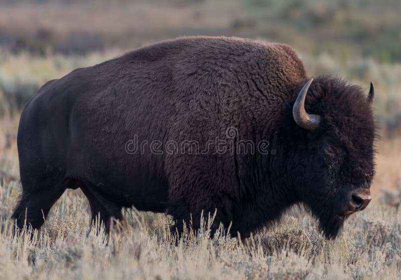 American Buffalo Walks through Field Stock Image - Image of outdoor ...
