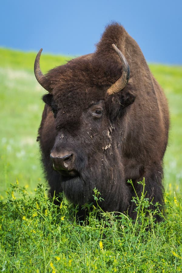 American Buffalo stock photo. Image of beauty, power - 42172076