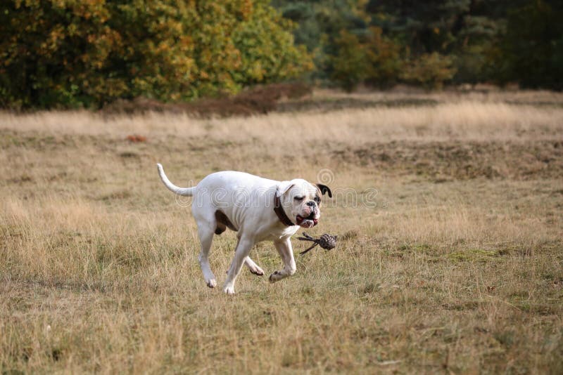 Buldog Chasing Stock Photos - Free & Royalty-Free Stock Photos from ...