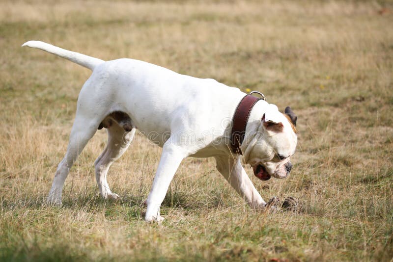 American Bulldog and His Ball Stock Photo - Image of ball, portrait ...