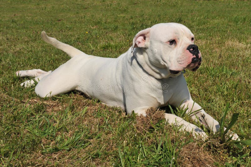 American bulldog stock image. Image of canine, nature - 20232469