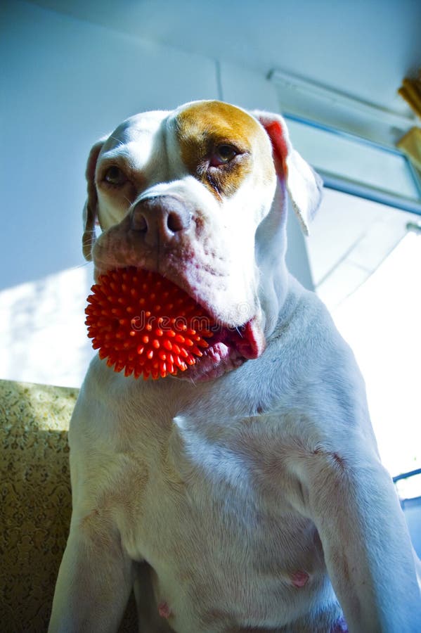 American Bulldog stock image. Image of good, animals, balls - 4831633