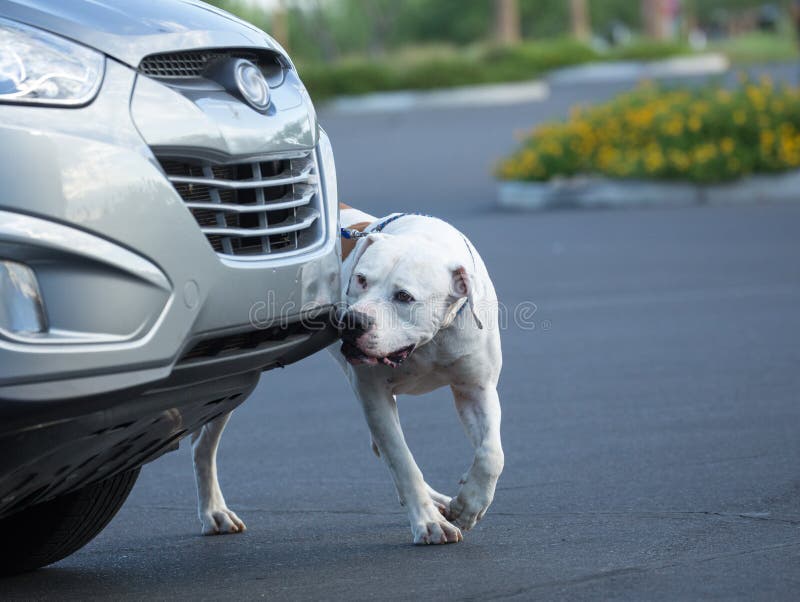 American Bulldog Doing Scent Work Stock Image - Image of animal ...