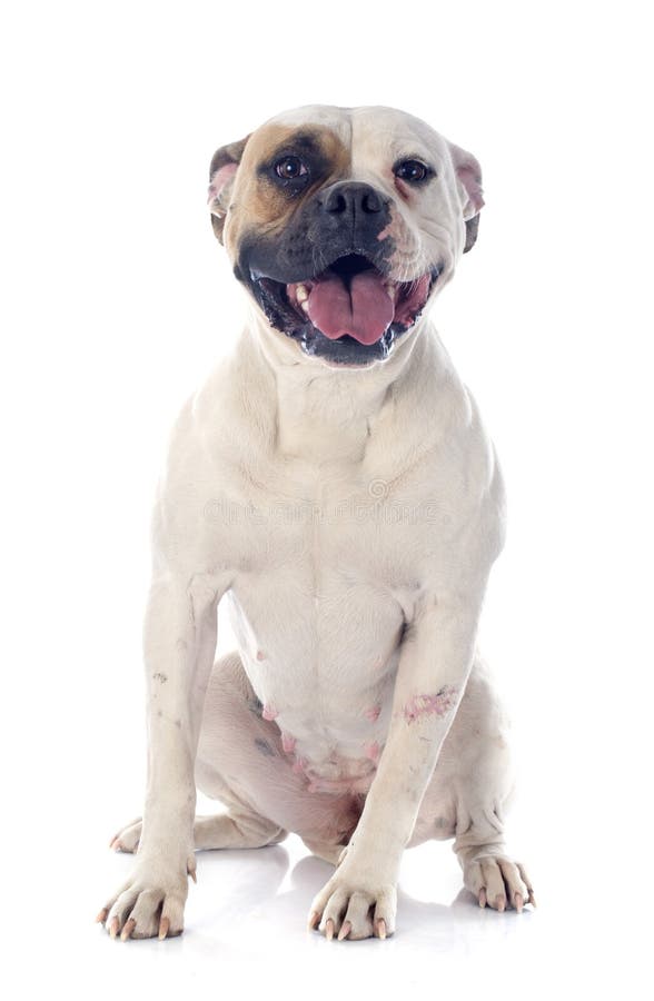 Brindle Boxer Dog Looking Forward Stock Photo - Image of white, brindle ...