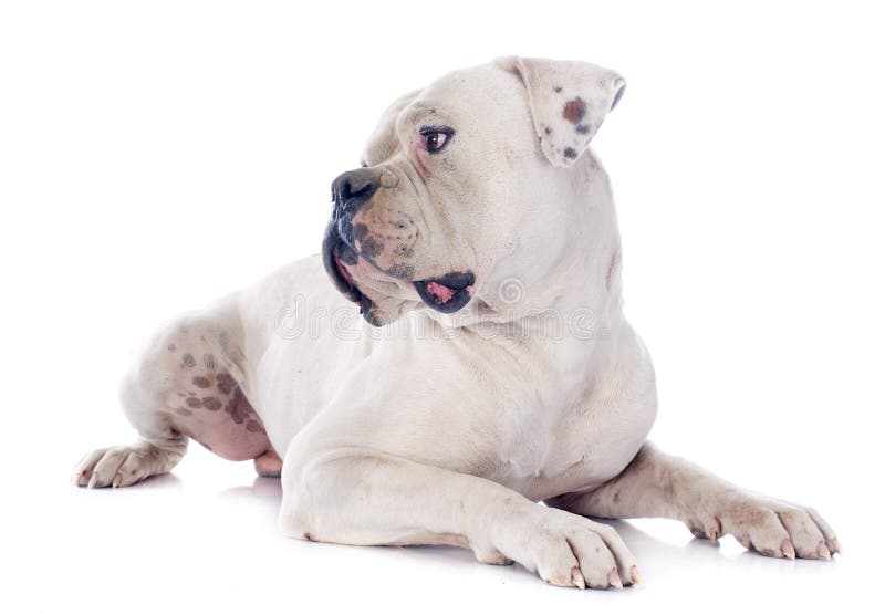 Rear View of Male Bulldog Standing on Grass Stock Image - Image of ...