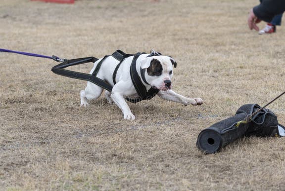 American Bulldog Pulling for a Lure at a Weight Pull Stock Image ...