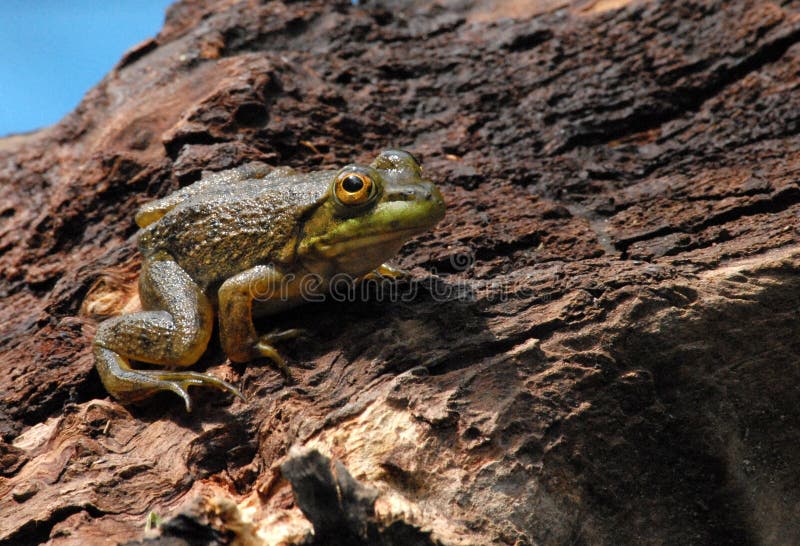 America bullfrog on log stock image. Image of ranidae - 10326721