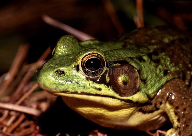 American bullfrog stock photo. Image of sitting, grenouille - 45105522