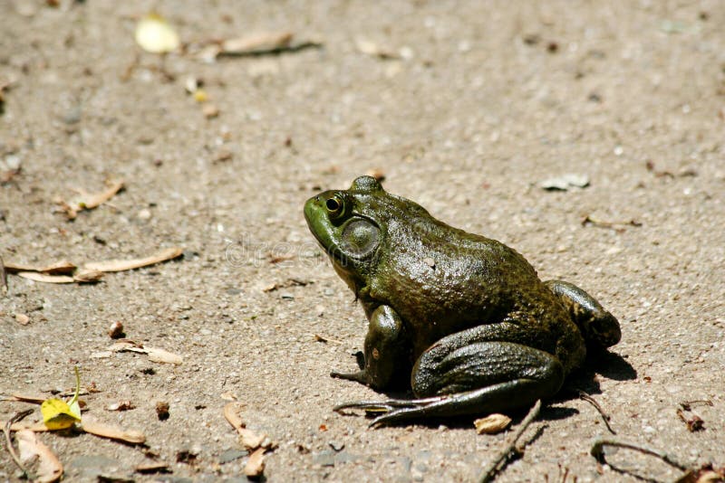 American bullfrog stock photo. Image of jump, pond, amphibian - 5553234