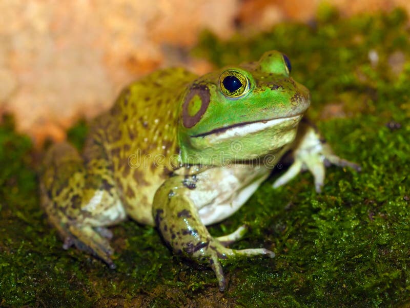 American bullfrog on a log stock photo. Image of floats - 107445662