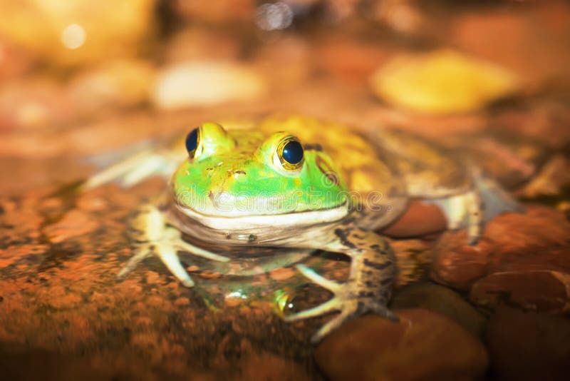 American bullfrog stock photo. Image of sitting, grenouille - 45105522
