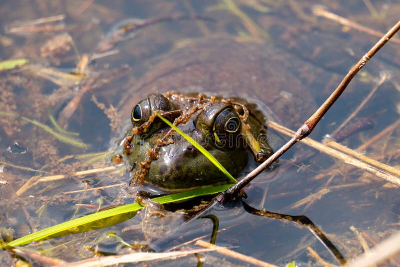 American Bullfrog with Head Emerging Above the Water Stock Image ...