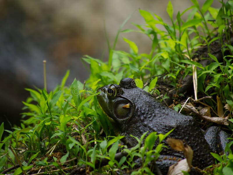 Bullfrog stock photo. Image of frog, brown, green, reflected - 56814470