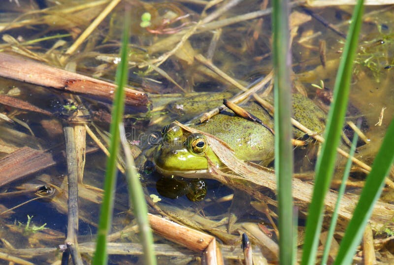 American bullfrog stock photo. Image of bullfrog, eyes - 90911026
