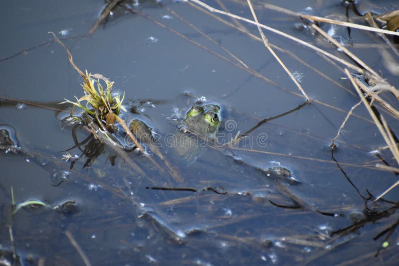 American Bullfrog in a Pond. Stock Image - Image of pond, bullfrog ...