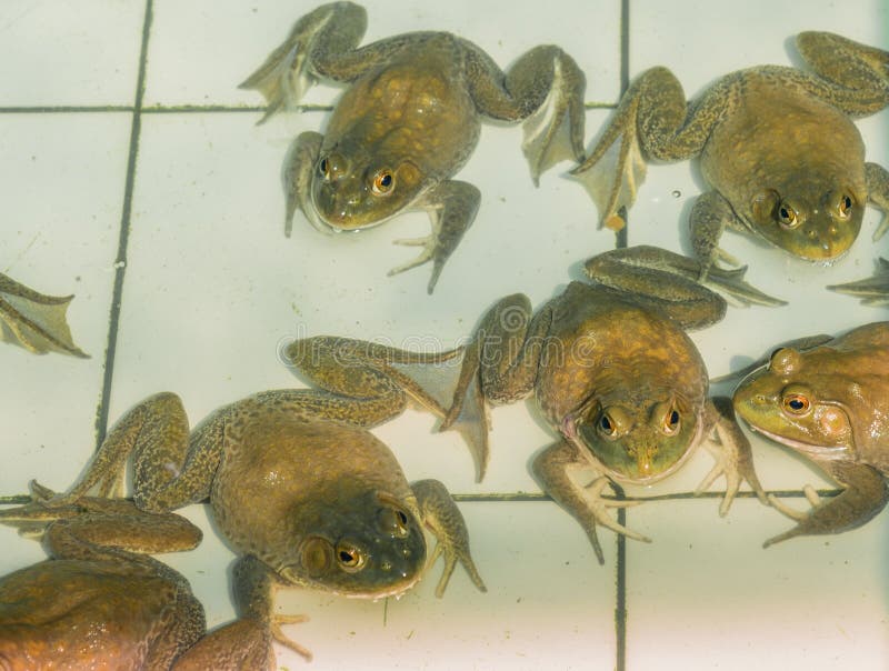 American Bullfrog Frog Farm Stock Photos - Free & Royalty-Free Stock ...