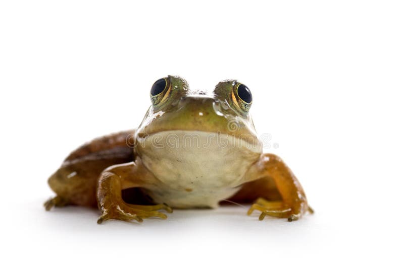 Queen-frog stock photo. Image of fairy, queen, mistic - 15460748