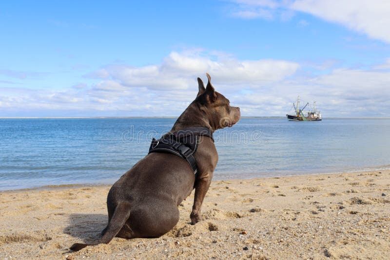 American Bully at the Beach Stock Image - Image of animal, island ...