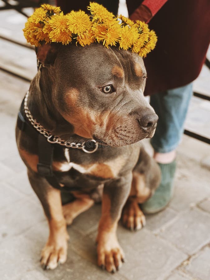 American bully stock image. Image of flowers, bully - 231311029