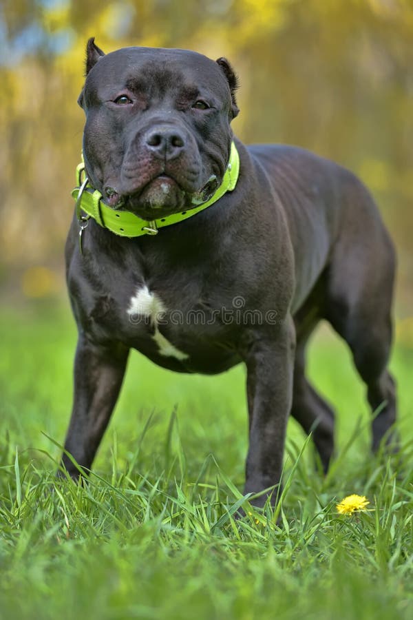 American Bully Dog Breed stock photo. Image of facial - 93187212