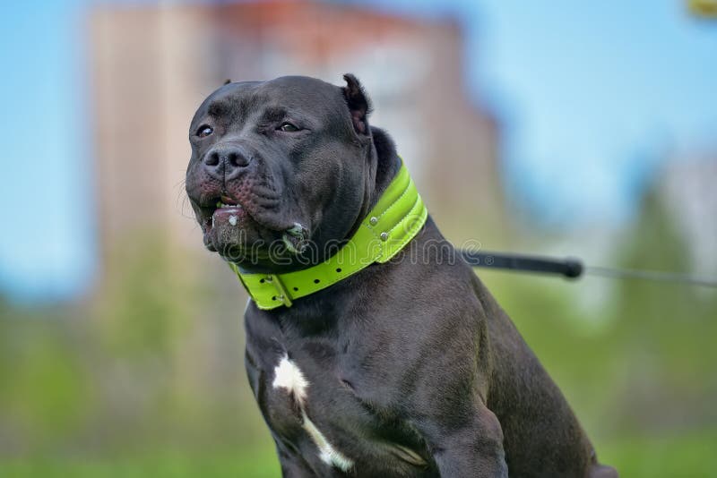 American Bully Dog Breed stock image. Image of grey, stand - 93187275