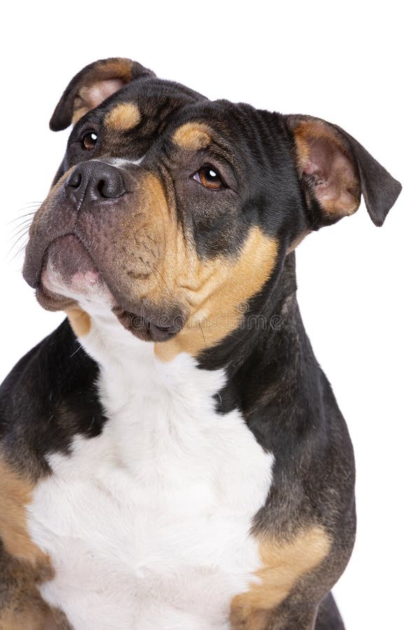 American Bully dog stock image. Image of mammal, studio - 145767207