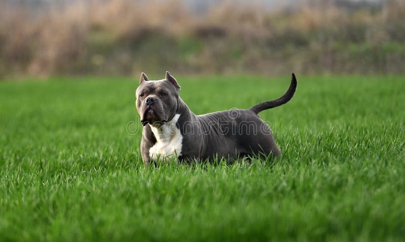 American Bully Dog in the Green Field Stock Photo - Image of shadow ...