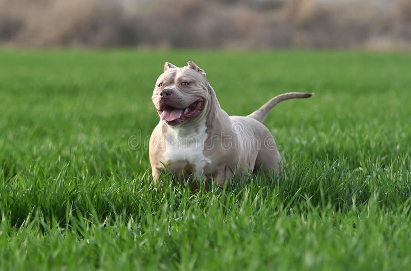 American Bully Dog in the Green Field Stock Image - Image of puppy ...