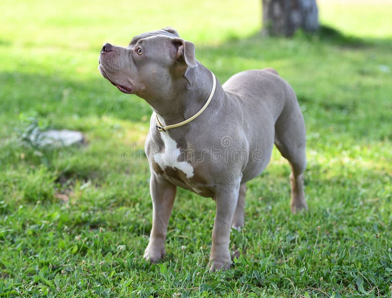 American Bully Dog in the Park Stock Photo - Image of pedigree, doggy ...