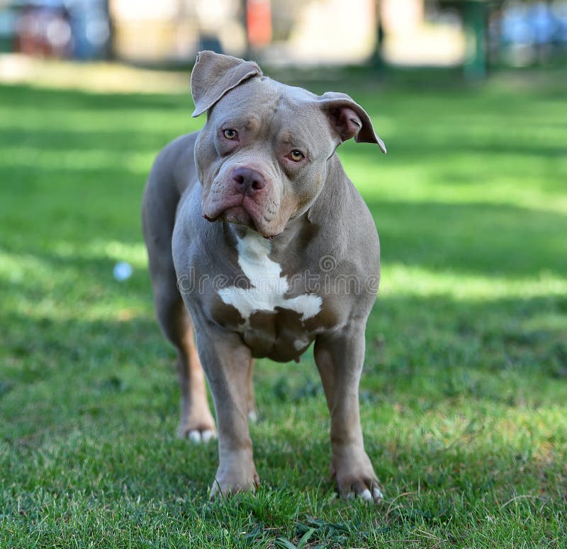 American Bully Dog in the Park Stock Photo - Image of sports, canine ...