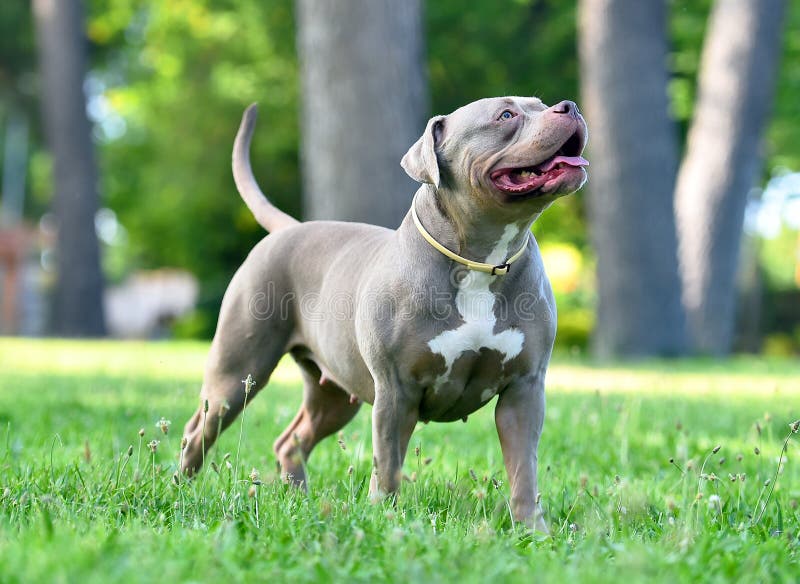 American Bully Dog in the Park Stock Image - Image of strong, hound ...