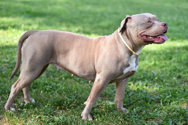 American Bully Dog in the Park Stock Image - Image of puppy, nose ...