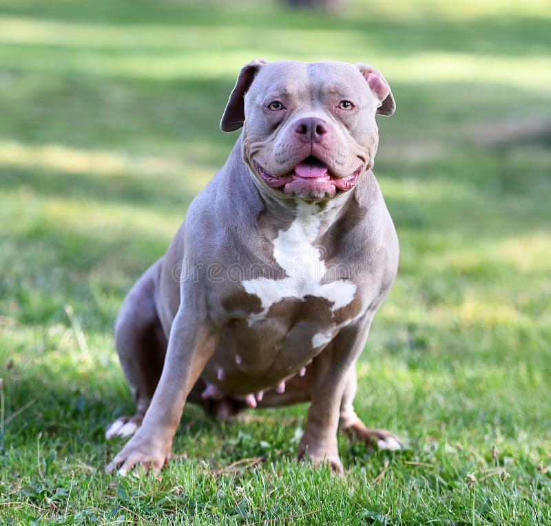 American Bully Dog in the Park Stock Image - Image of standing, friend ...