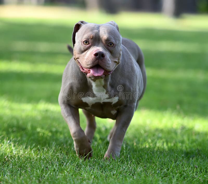 American Bully Dog in the Park Stock Photo - Image of mammal, strong ...