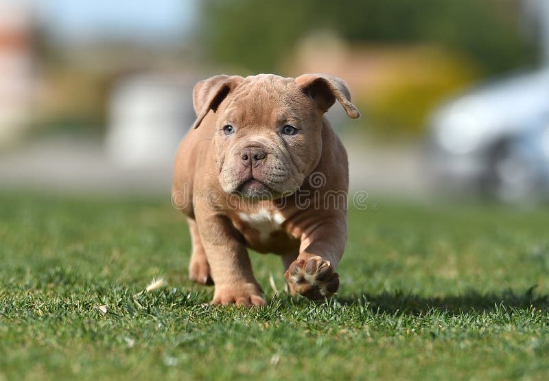 An American Bully Dog Puppy in the Field Stock Photo - Image of posing ...