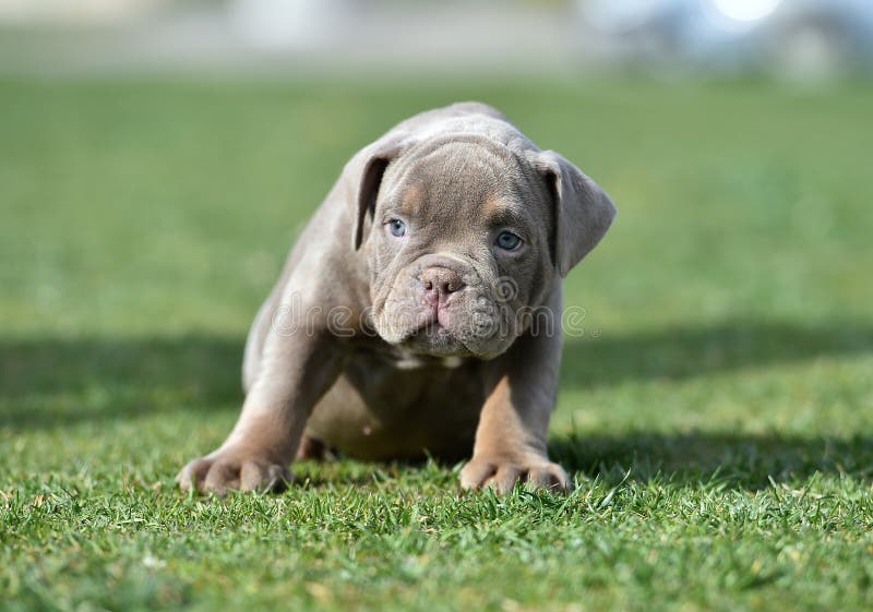 An American Bully Dog Puppy in the Field Stock Image - Image of ...