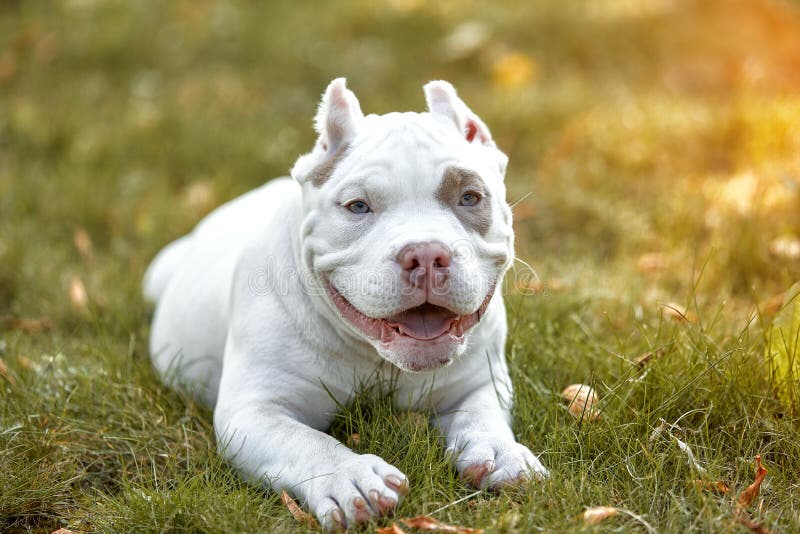 American Bully Dog Running on the Lawn Green Grass in the Forest Stock ...