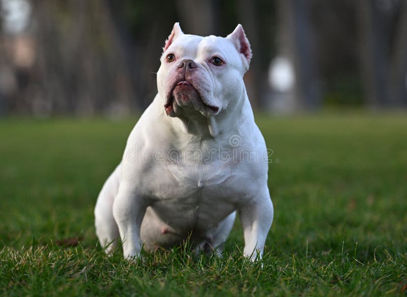 American bully dog stock photo. Image of pedigreed, dangerous - 362783804