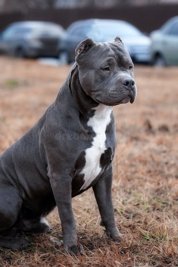 164 American Bully Owner Stock Photos - Free & Royalty-Free Stock ...