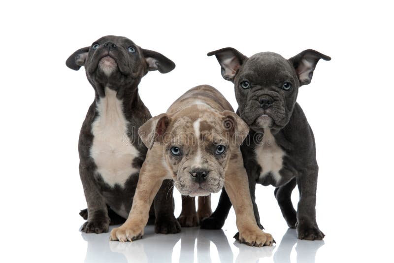 Are American Bully Dogs Aggressive