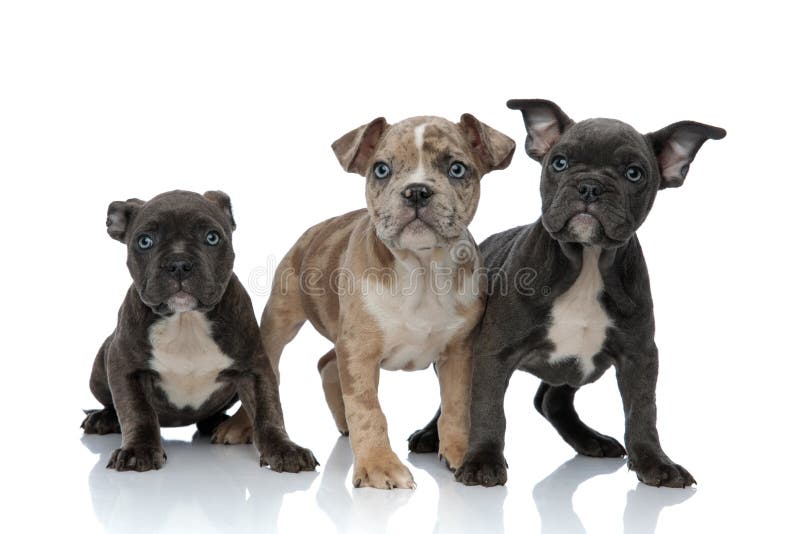 3 Dogs Standing Next To One Another and Panting Stock Photo - Image of ...