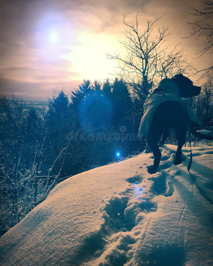 American bully looking out stock photo. Image of sunset - 212878872