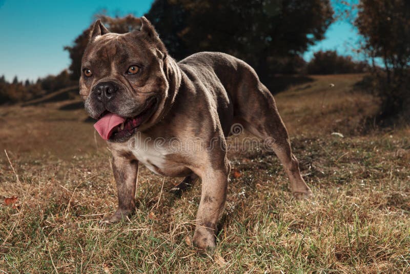 American Bully Panting and Looking Away Outdoor Stock Image - Image of ...
