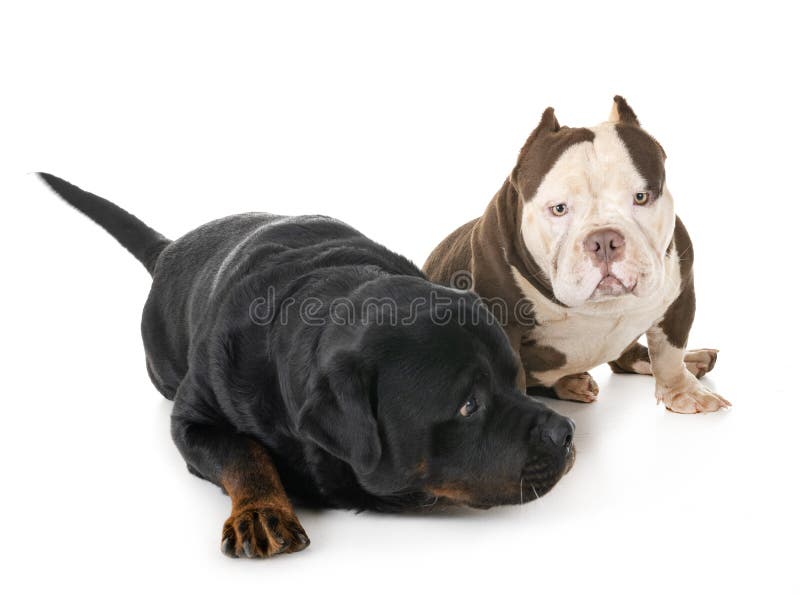 American Bully Rottweiler Mix