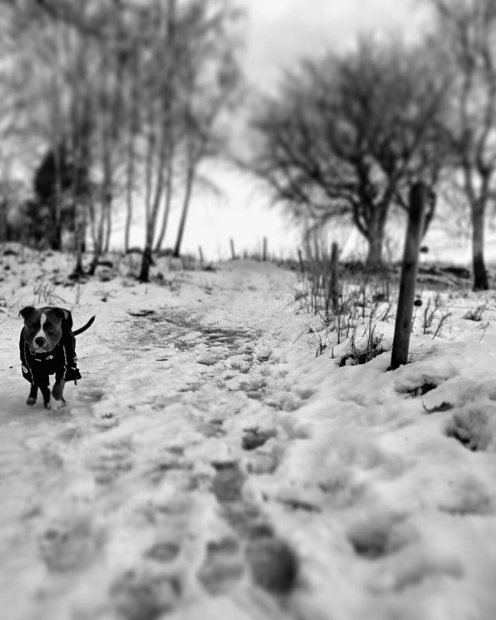 American bully running stock photo. Image of bully, white - 212878844