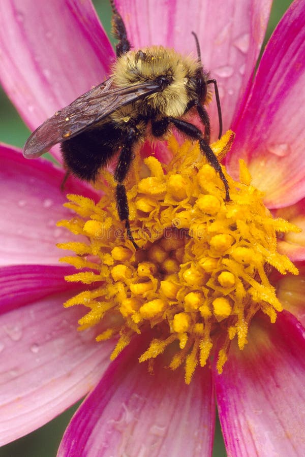 American Bumble Bee on Pink FLower Stock Photo - Image of furry ...
