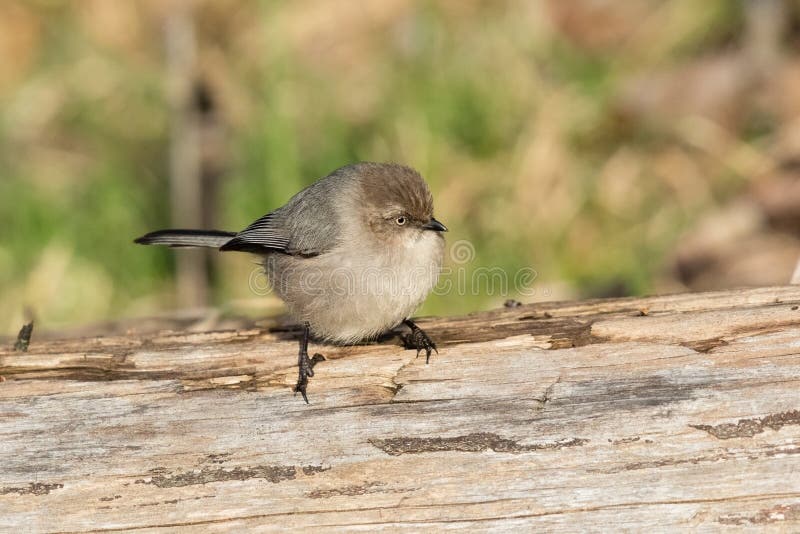 American bushtit bird stock photo. Image of american - 209028696