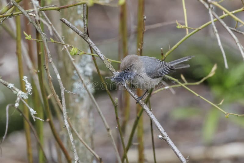 American bushtit bird stock photo. Image of america - 276160078